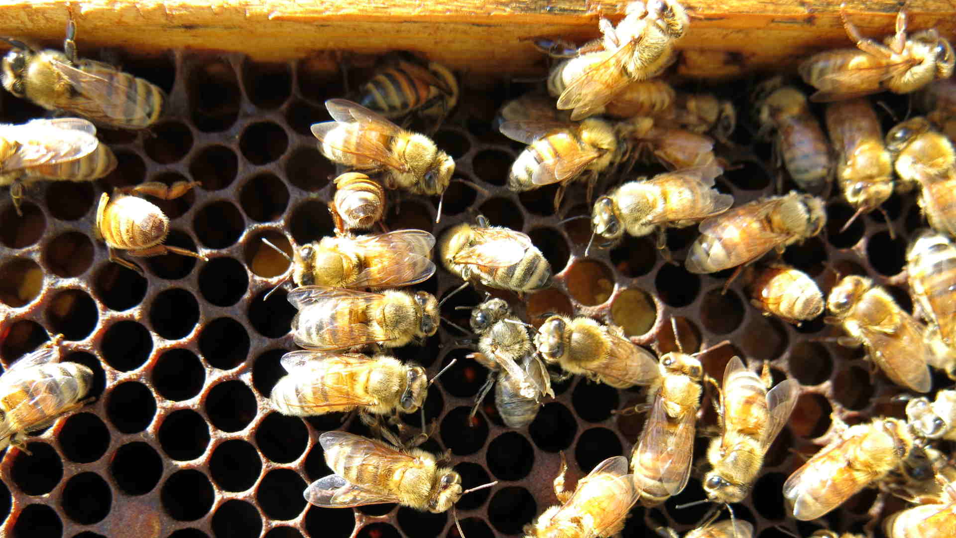 Bee viruses - a cure for DWV in the near future?