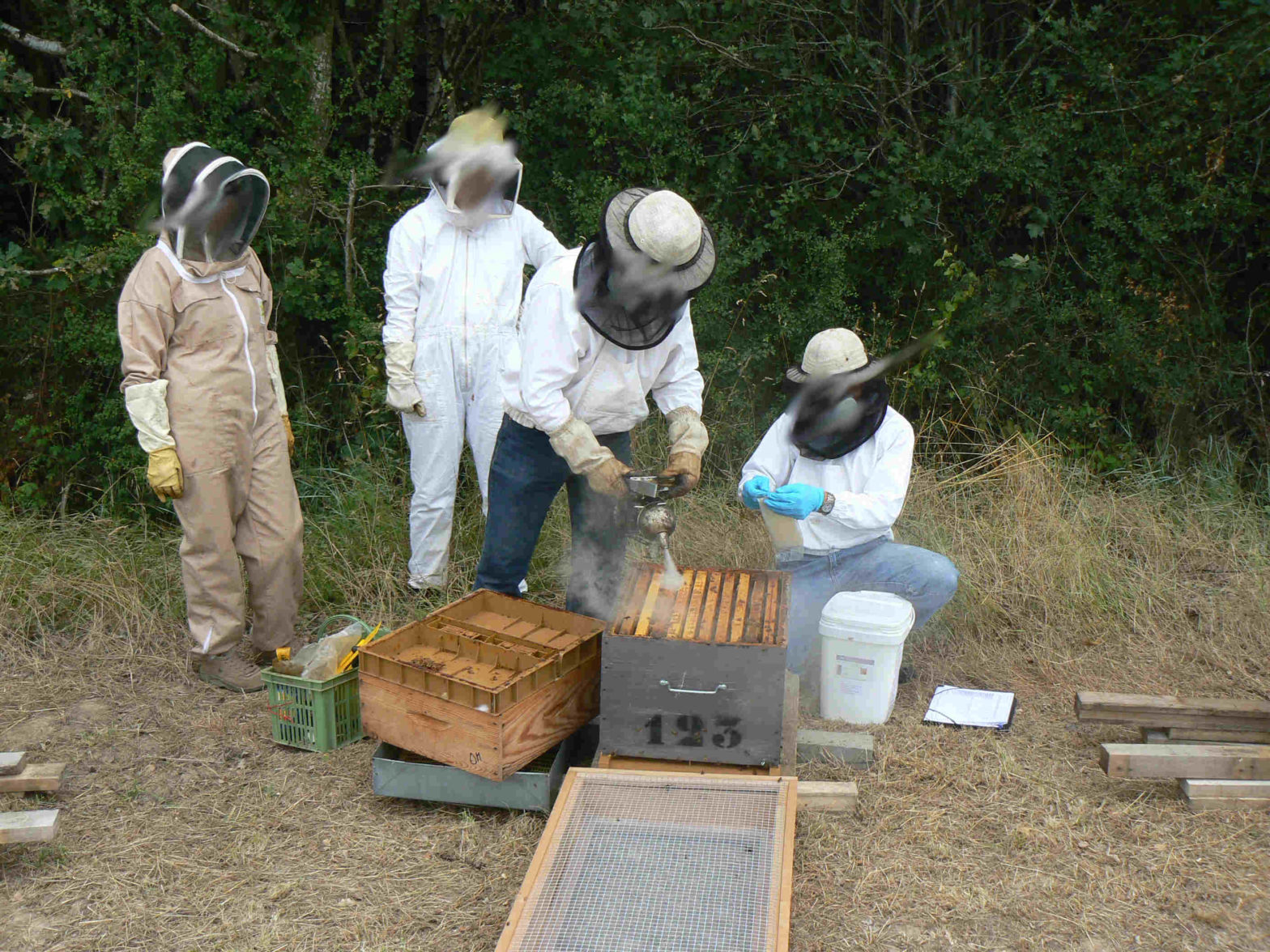 The superorganism honey bee colony and its welfare