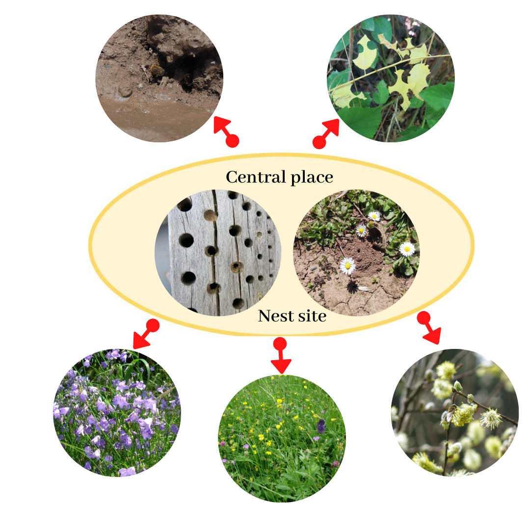 The bees' needs - central place foraging - BeeSafe