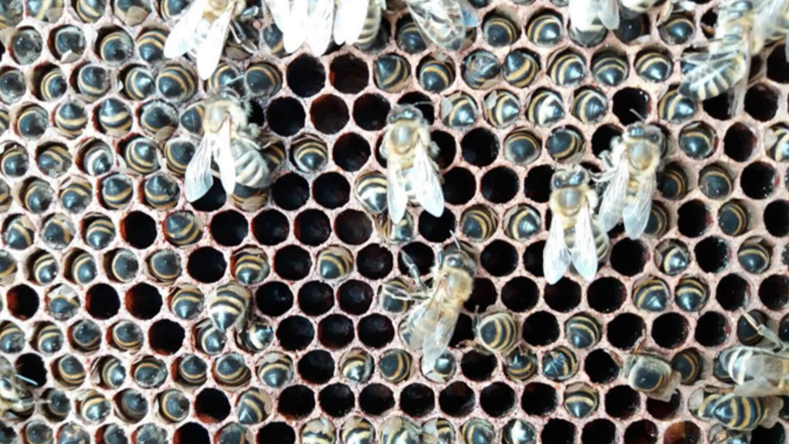 Bees in winter - the bottleneck for survival - Bee Surgery Hours